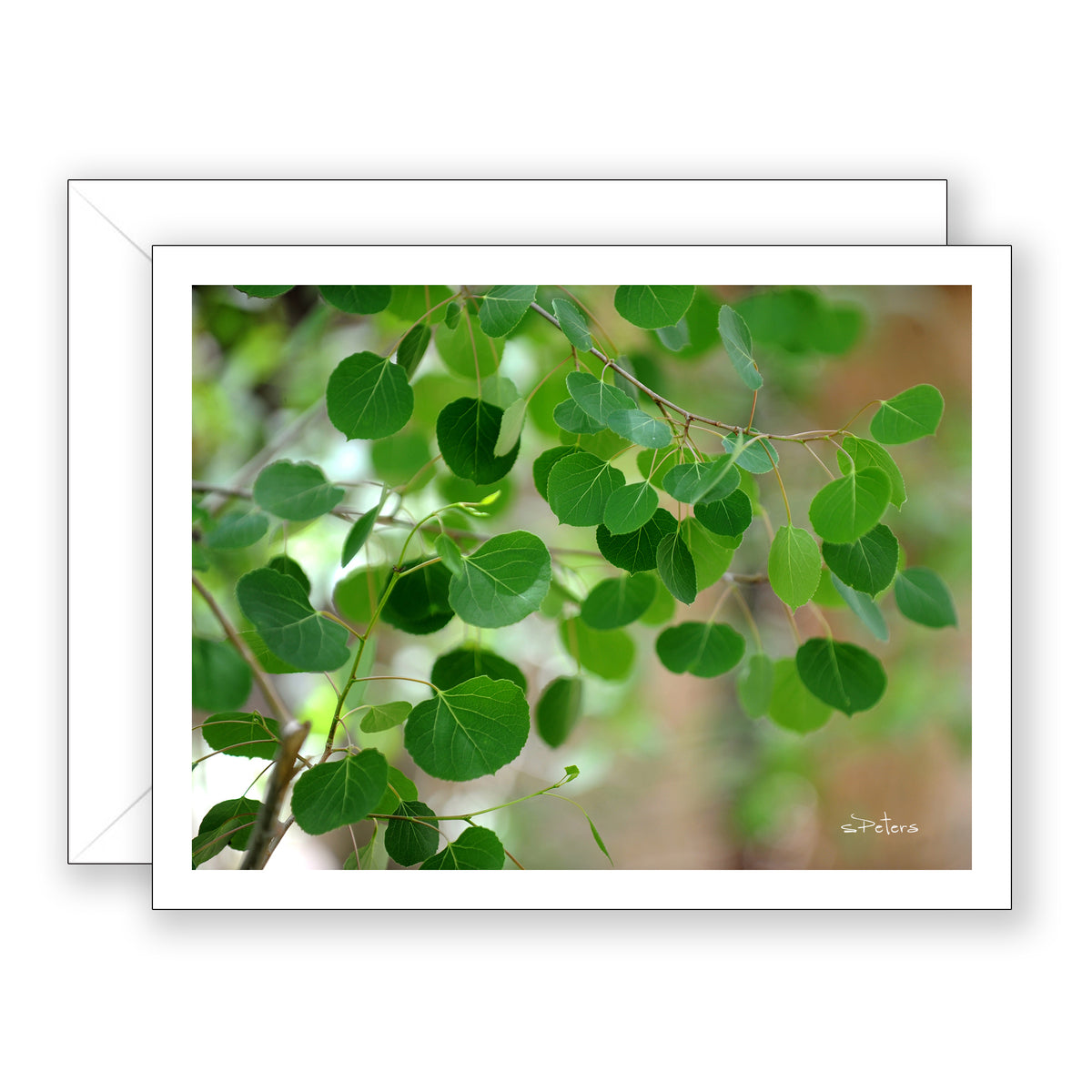 Aspen Afternoon Blank Notecard – Bradbury Lane